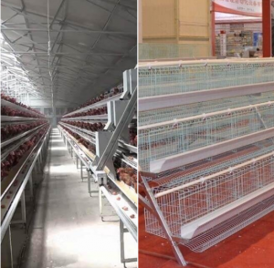 How to make chicken house disinfection in chicken farms more scientific ...