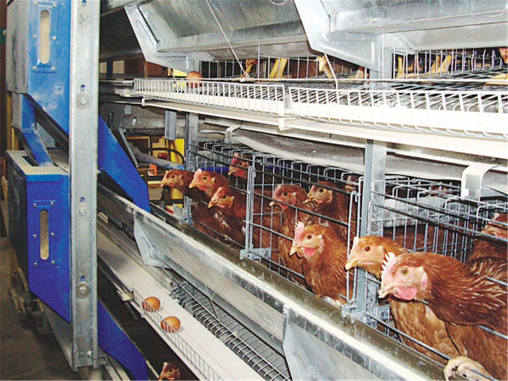 Breeding equipment manufacturers question and answer about broiler ...